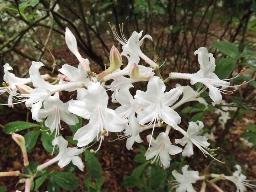 Rhododendron atlanticum - Shrub - Dwarf Azalea