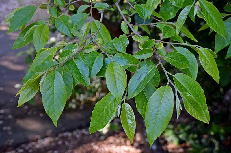 Stewartia sinensis - Flowering Tree - Chinese Stewartia