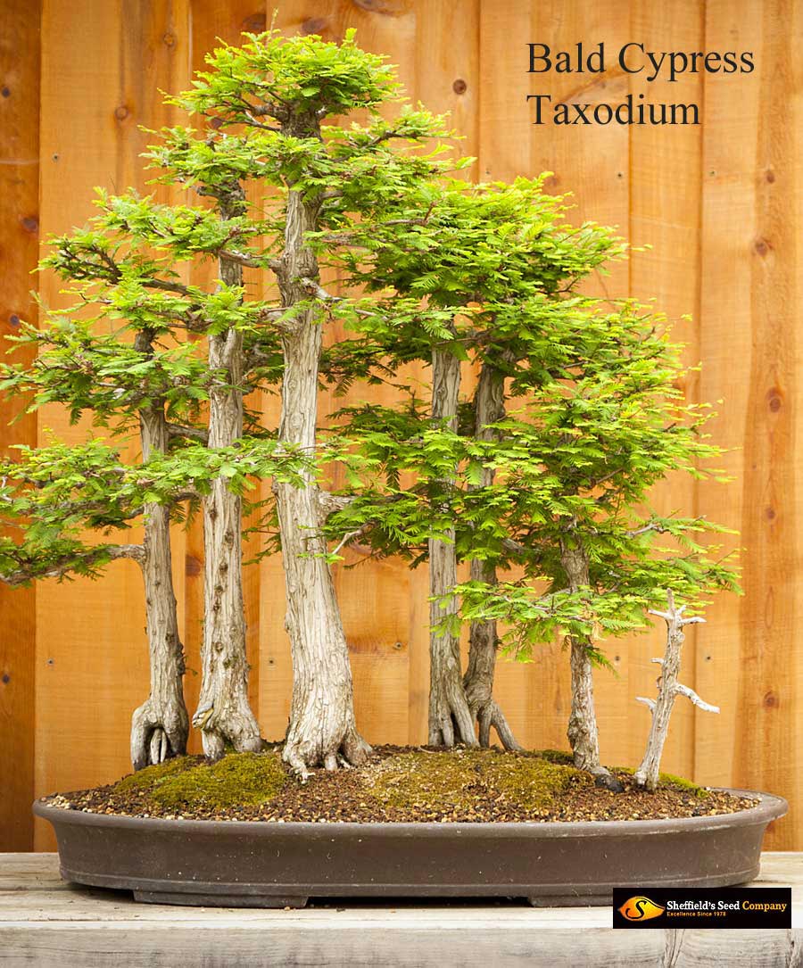 Sheffield's Seed Company