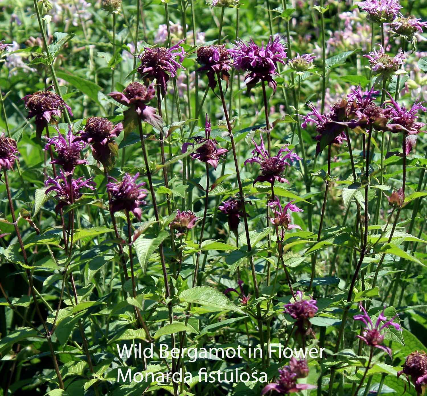 Sheffield's Seed Company