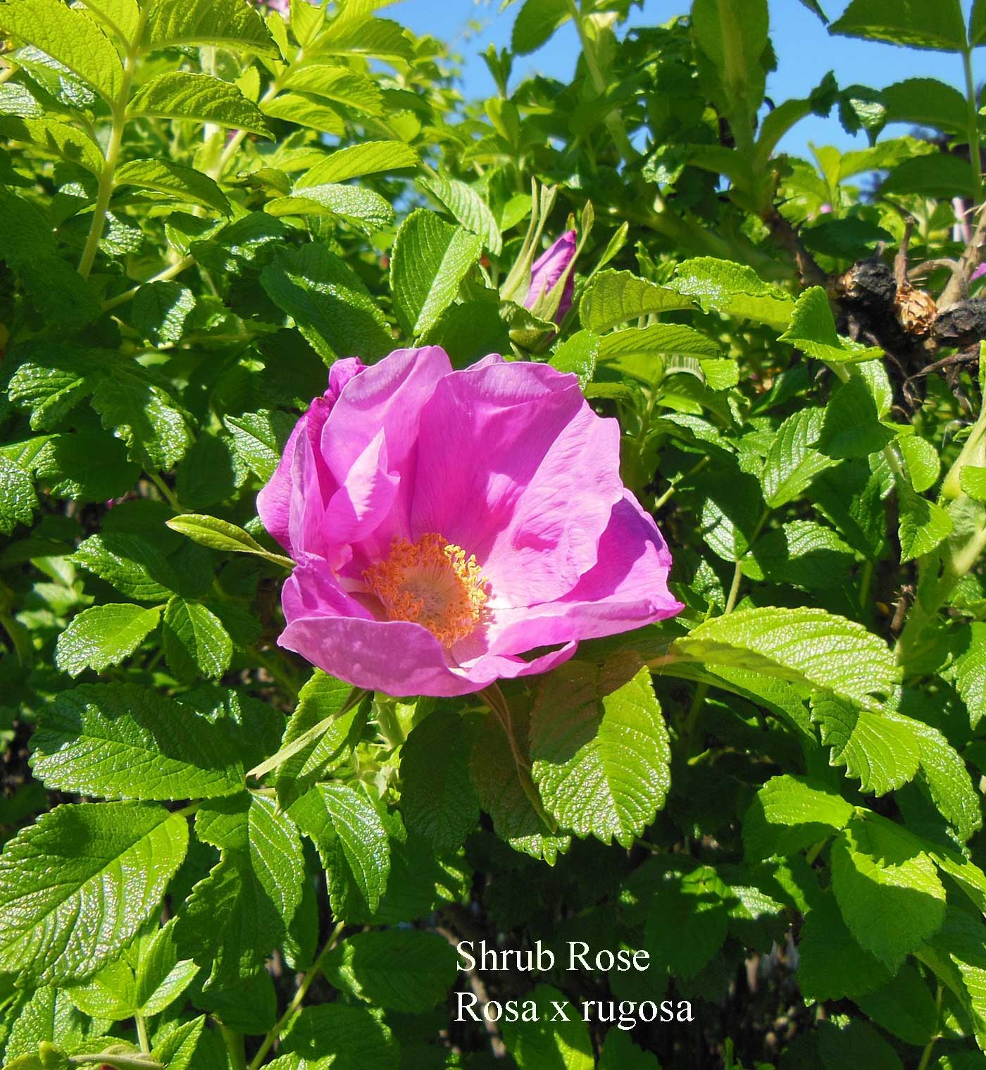 Sheffield's Seed Company