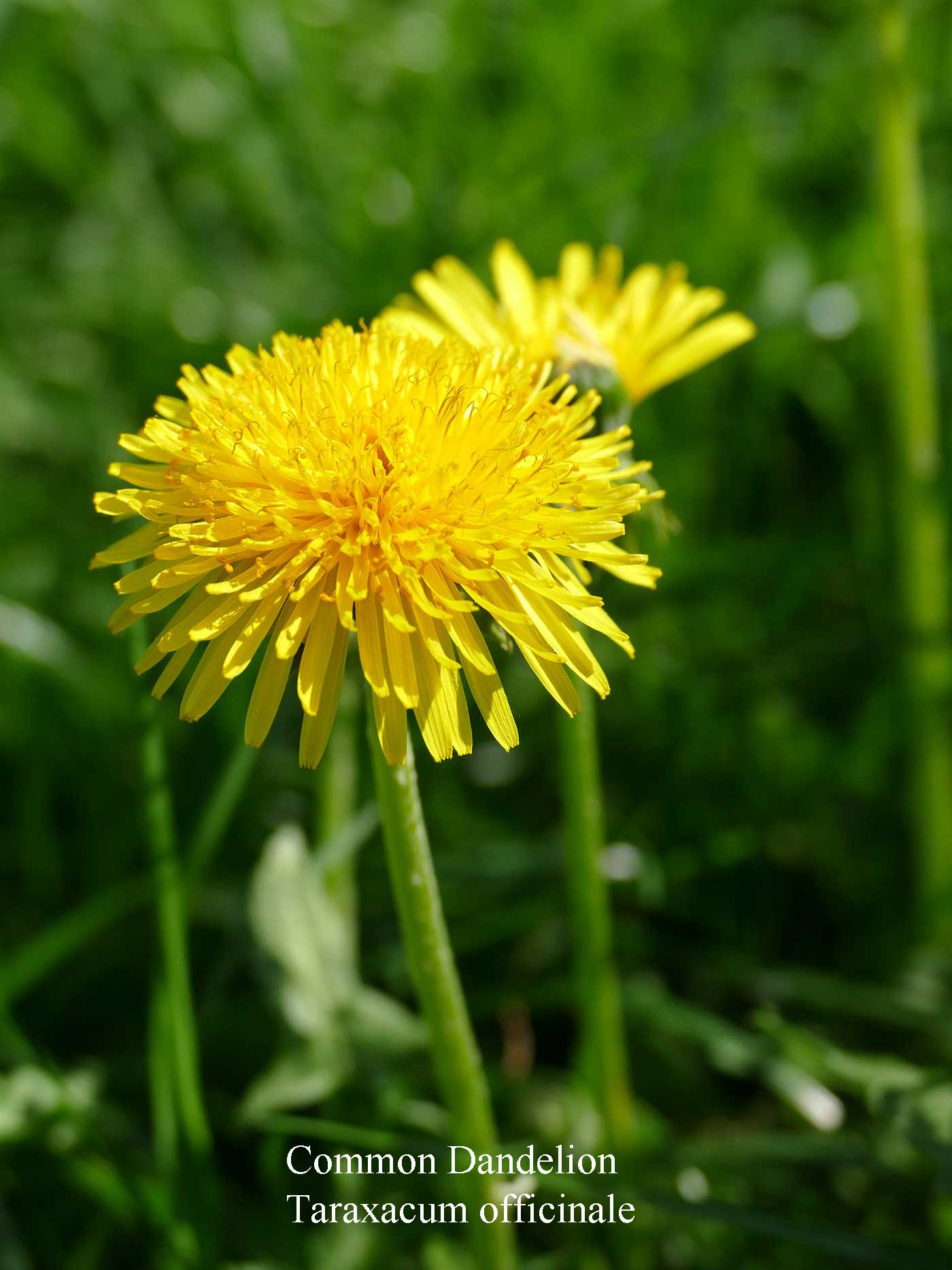 Sheffield's Seed Company