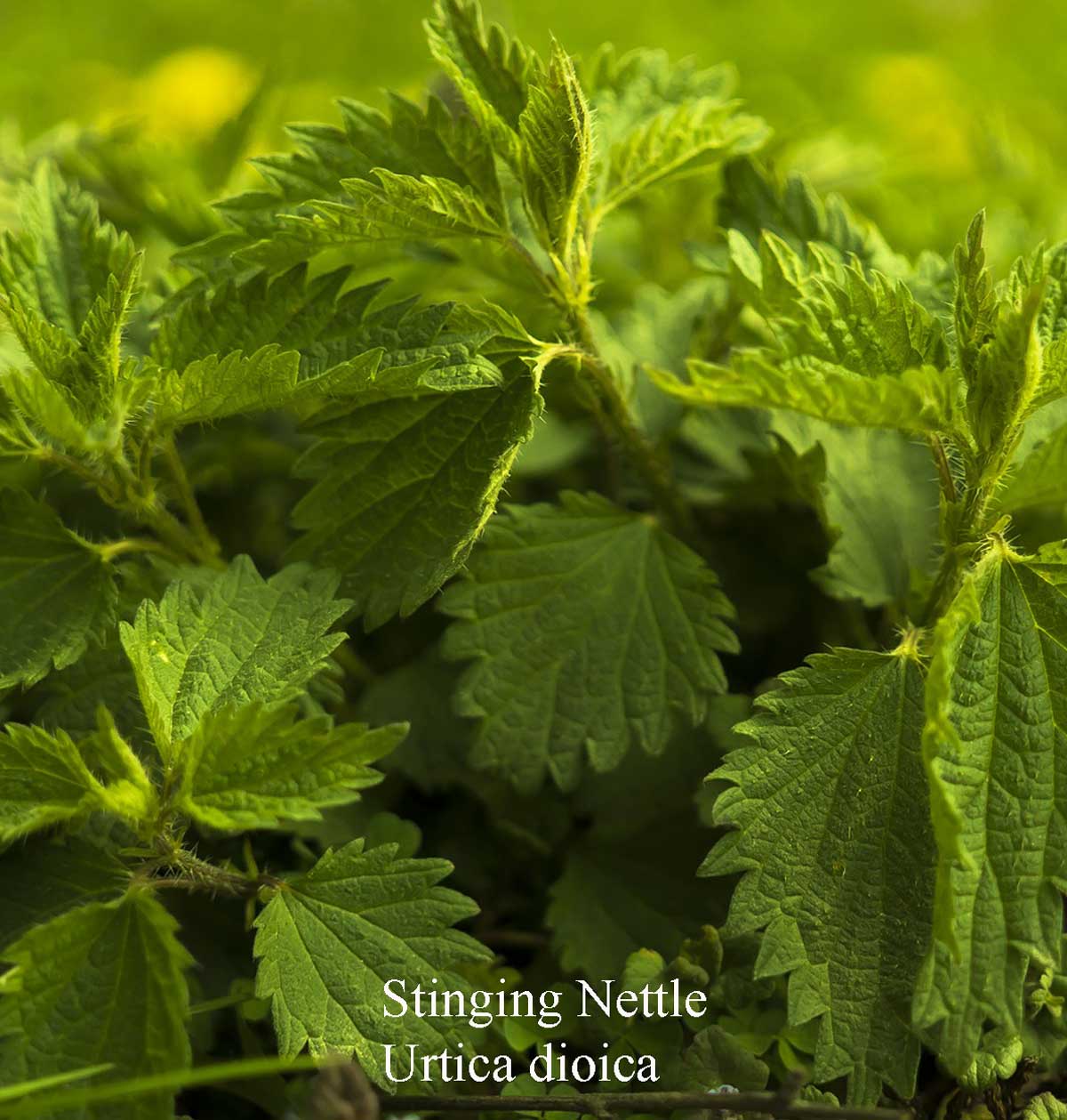 Sheffield's Seed Company