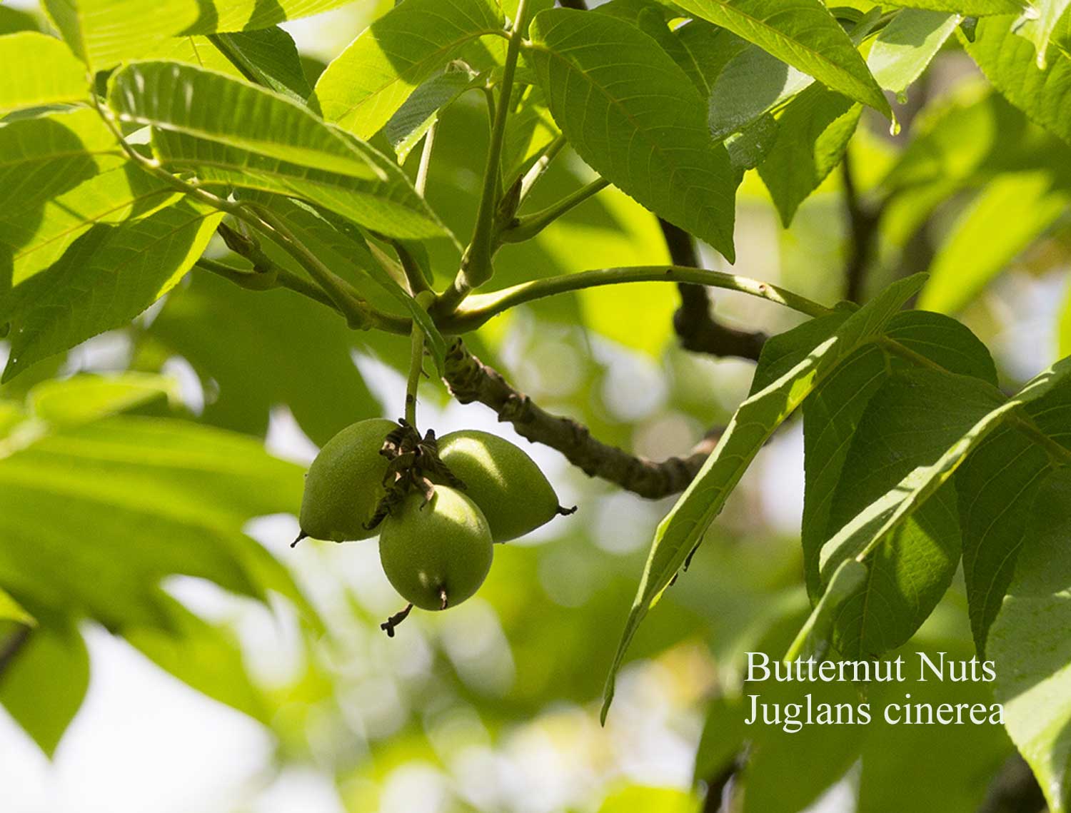 Sheffield's Seed Company