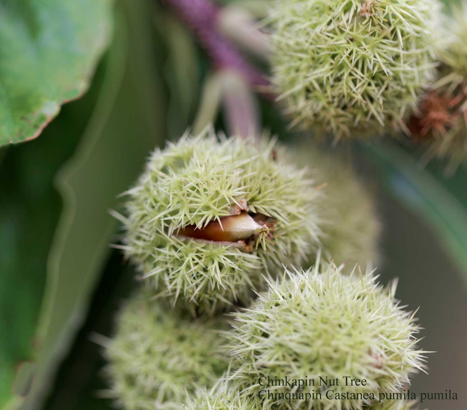 Sheffield's Seed Company
