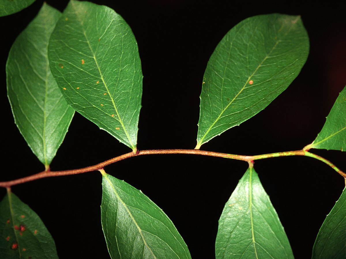 Lyonia ligustrina - Web page Navigation - He-Huckleberry, Maleberry