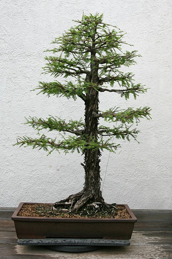 Taxodium mucronatum - Conifer - Ahuehuete, Montezuma Baldcypress