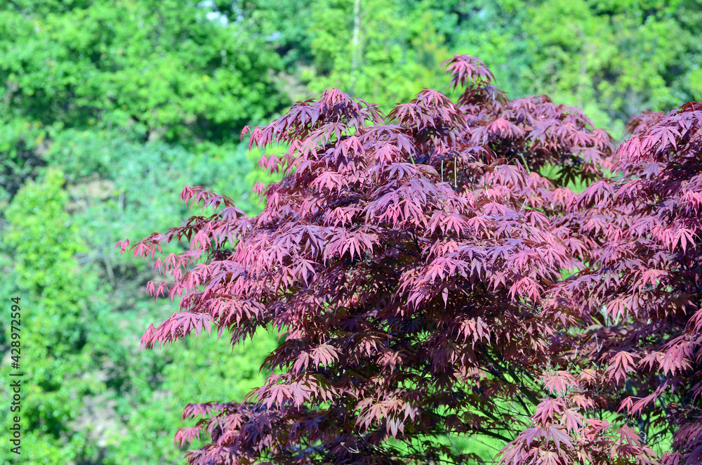Acer palmatum ssp. matsumurae 'Inazuma' dry seed - Common Bonsai ...