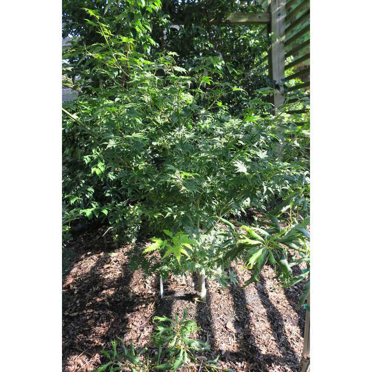Acer palmatum ssp. matsumurae 'Ki hachijo' fresh/green seed - Common ...