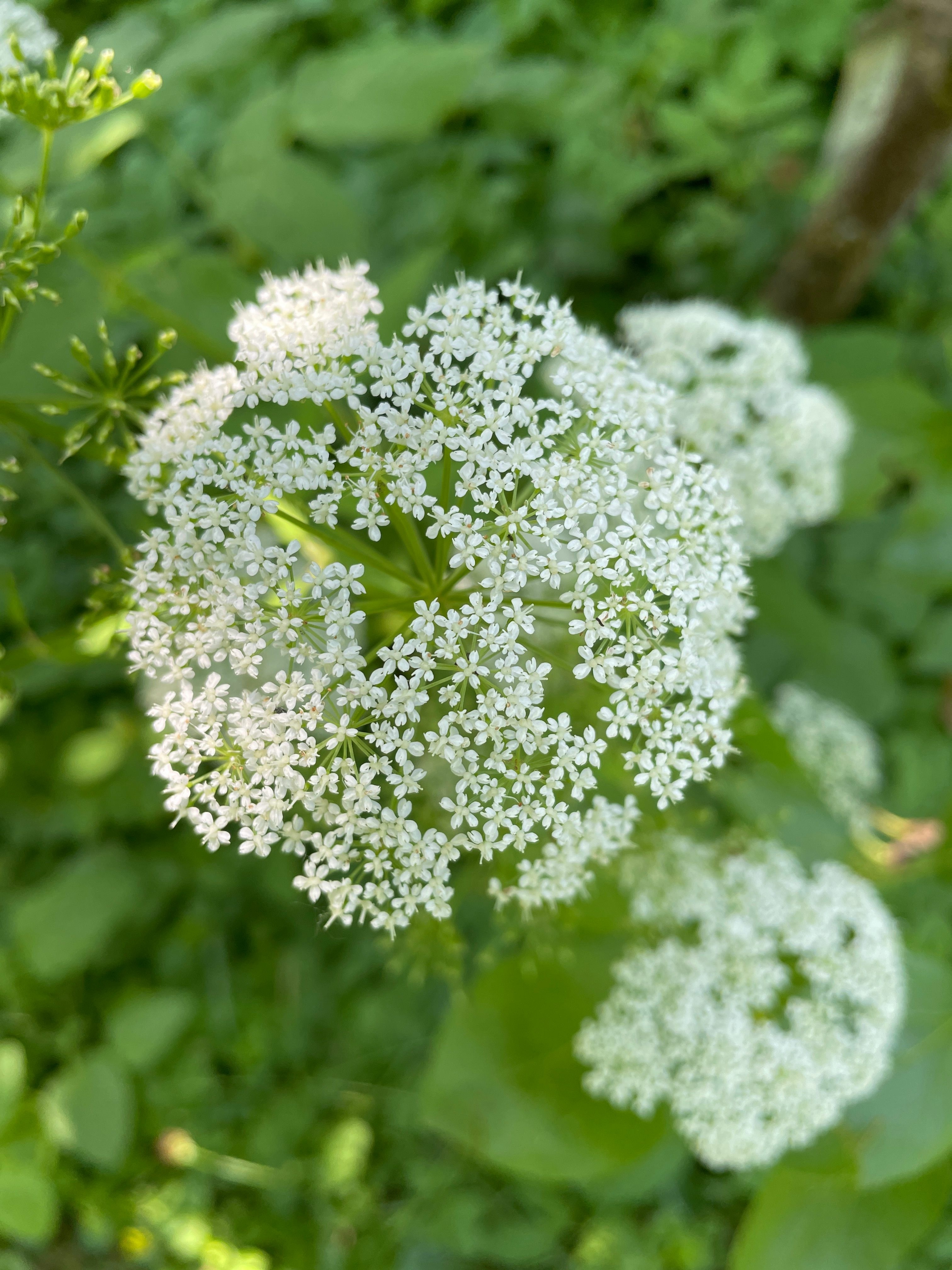 Angelica sinensis - Biennial,Herbaceous Plants,Medicinal Herbs ...