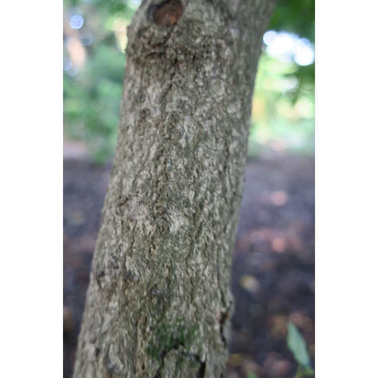 Carpinus turczaninovii f. coreana - Common Bonsai,Shrub - Korean hornbeam
