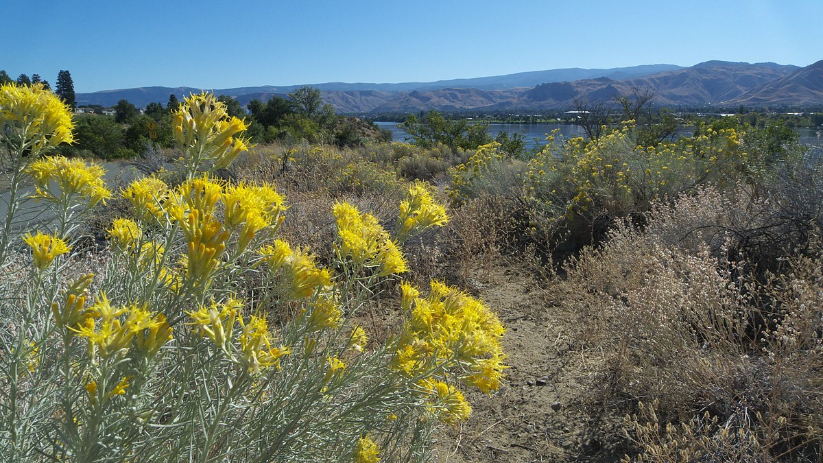 Ericameria nauseosa var. speciosa - Web page Navigation - Gray ...