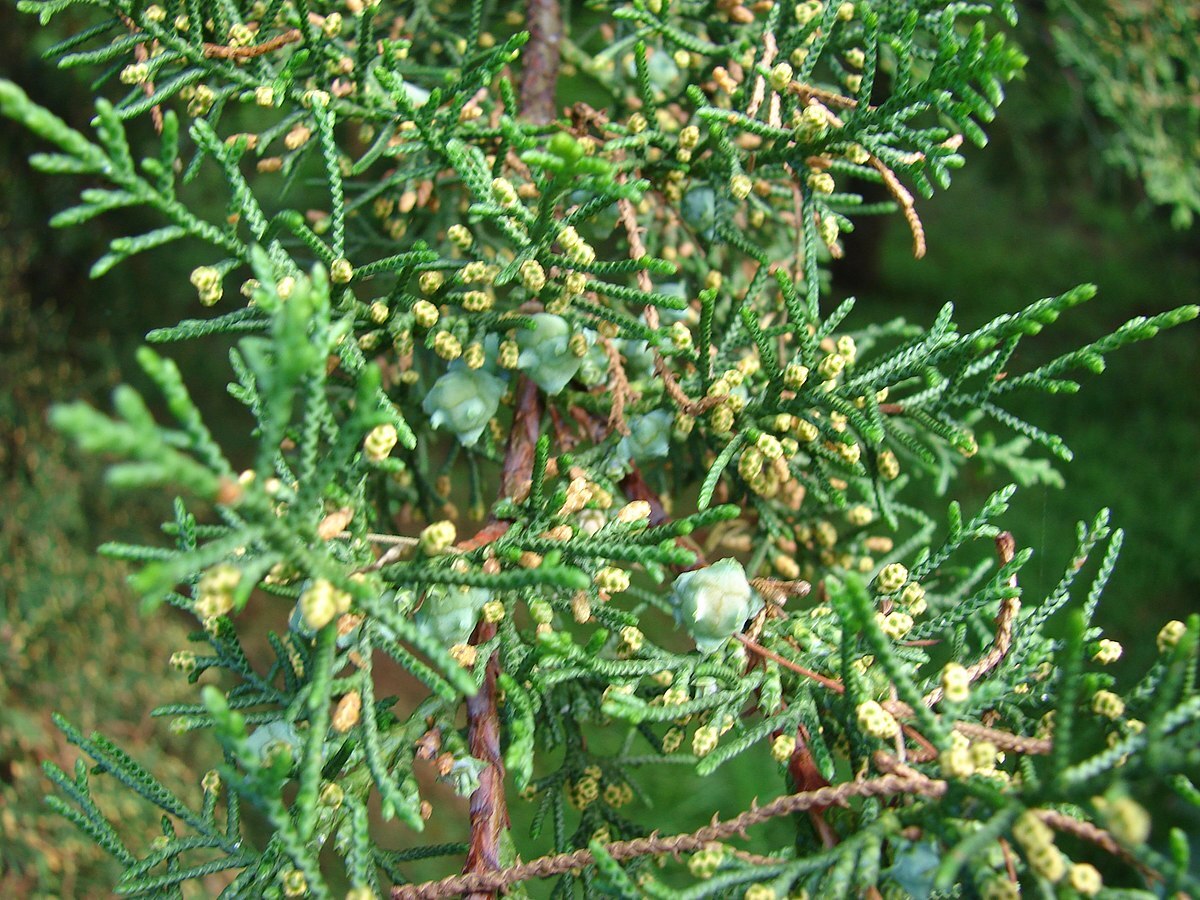 Hesperocyparis lusitanica - Common Bonsai,Conifer,Tree,Web page ...