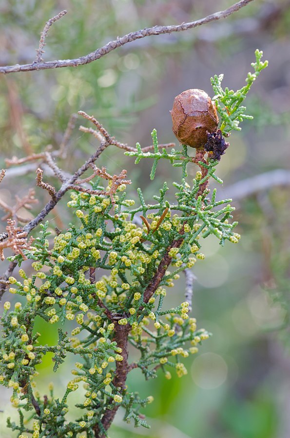 Cupressus pygmaea - Common Bonsai,Shrub - Mendocino Cypress