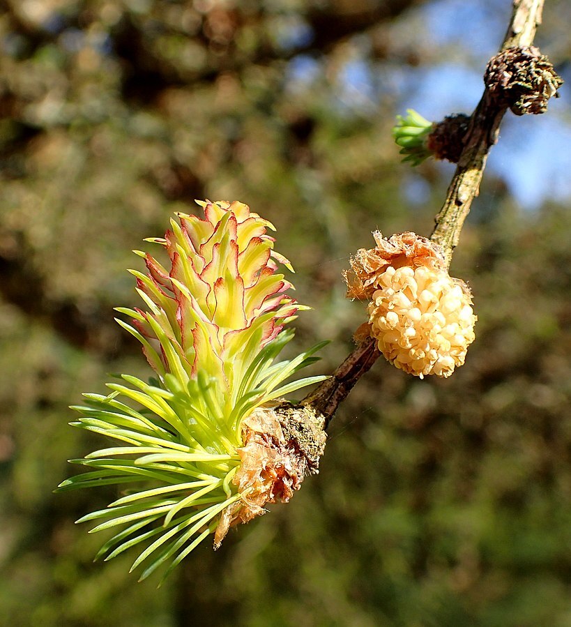 Larix gmelinii var. principis-rupprechtii - Common Bonsai,Conifer,Tree ...