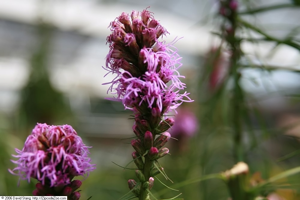 Liatris spicata var. Kobold - Flower,Herbaceous Plants,Medicinal Herbs ...