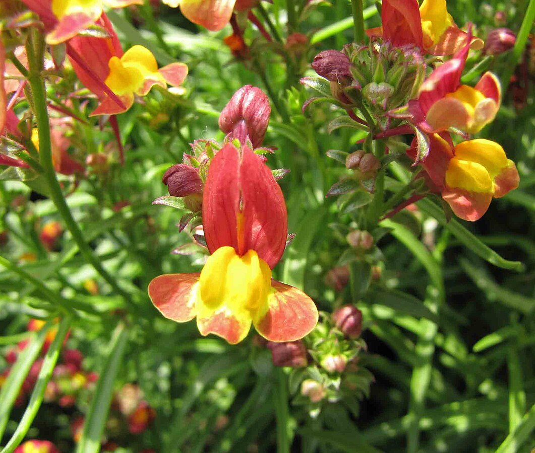 Linaria maroccana 'Northern Lights' - Herbaceous Plants,Perennial ...
