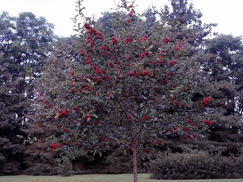 Malus sp 'Dolgo' - Common Bonsai,Flowering Tree - Dolgo Crabapple