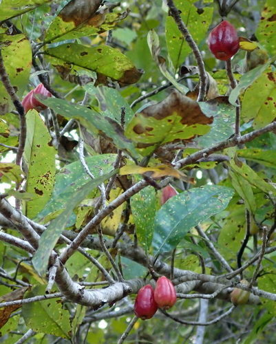 Nyssa ogeche - Deciduous - Bee Tupelo, Ogeechee Lime, Ogeechee Tupelo ...