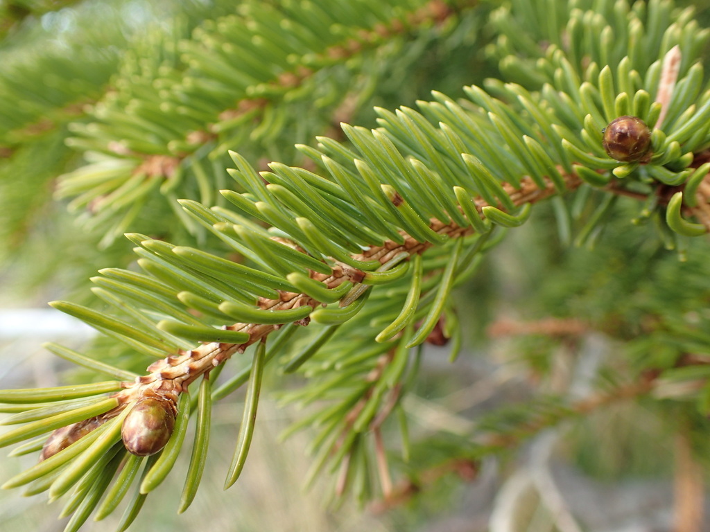 Picea x lutzii - Conifer,Tree,Web page Navigation - Lutz Spruce