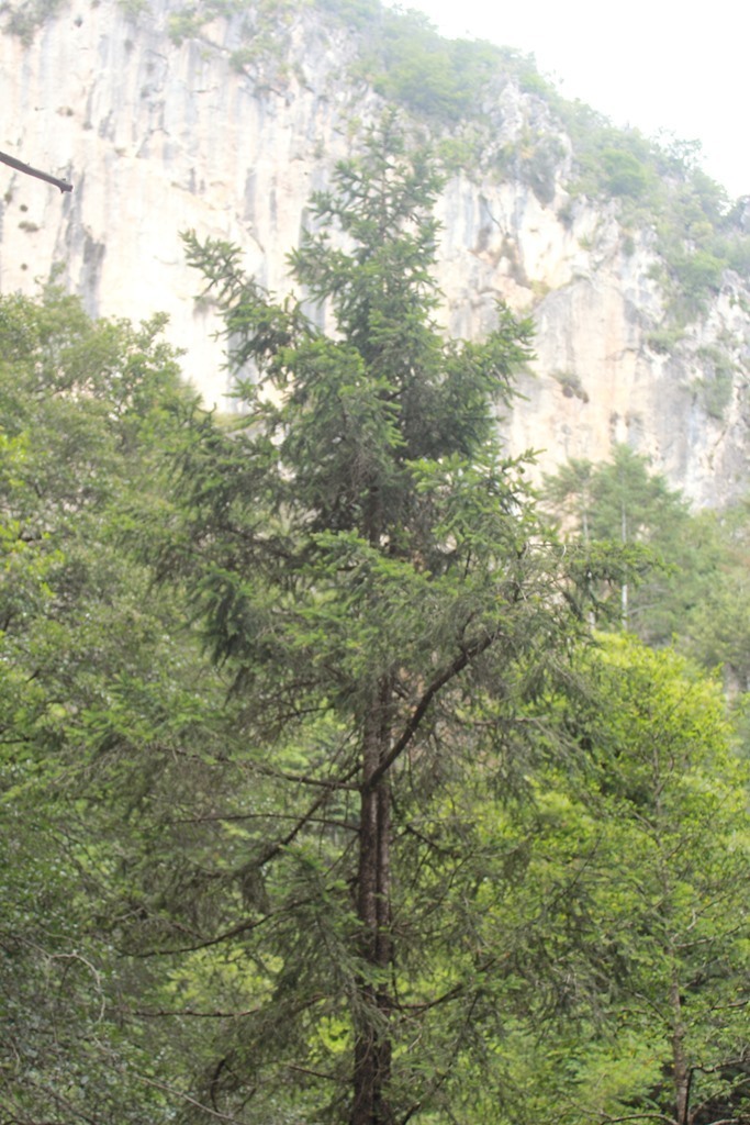 Picea martinezii - Web page Navigation - Martinez's spruce, Nuevo Leon