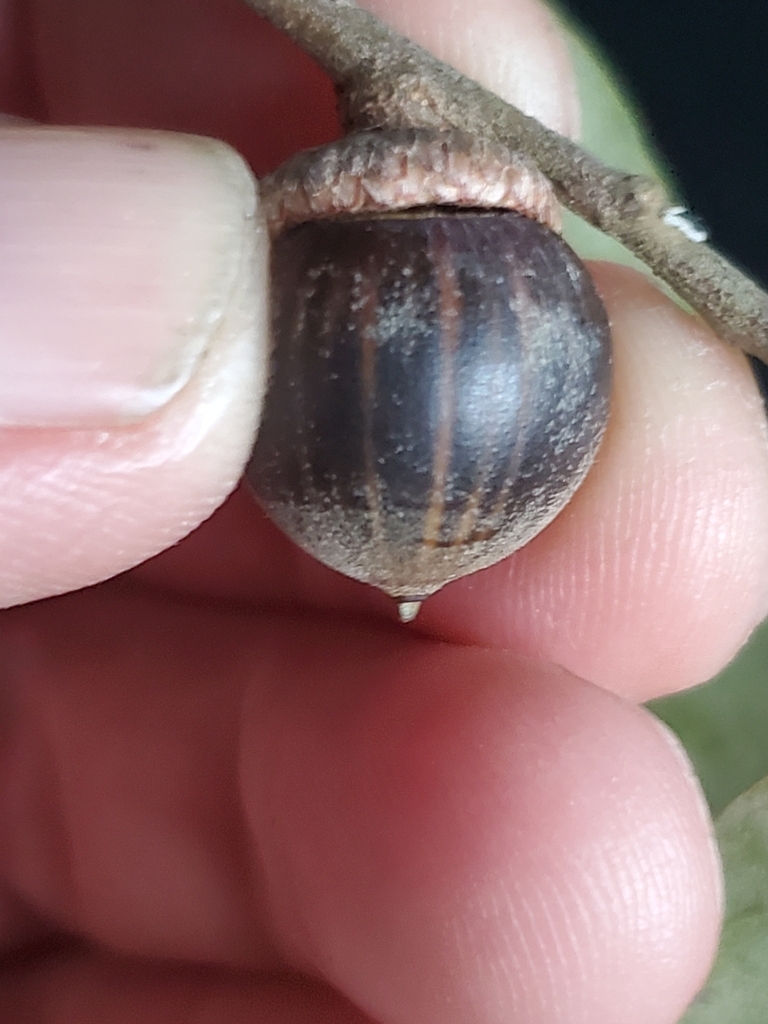 Quercus incana - Hardwood - Bluejack Oak, Sand Jack, Turkey Oak