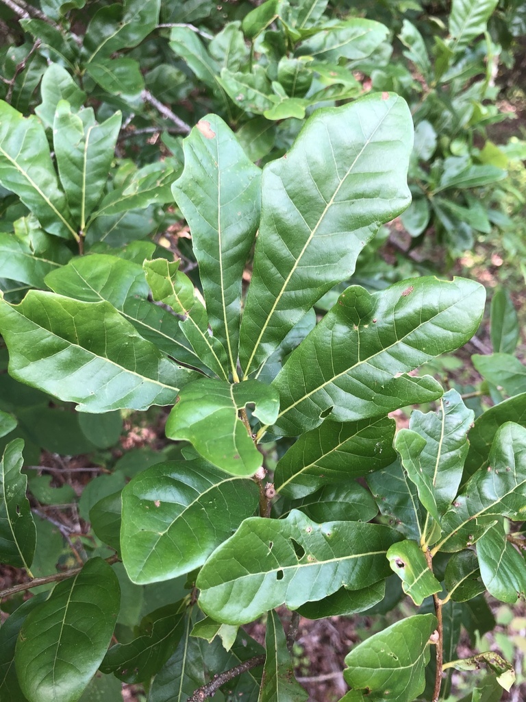 Quercus sinuata var. sinuata - Hardwood,Tree,Web page Navigation ...