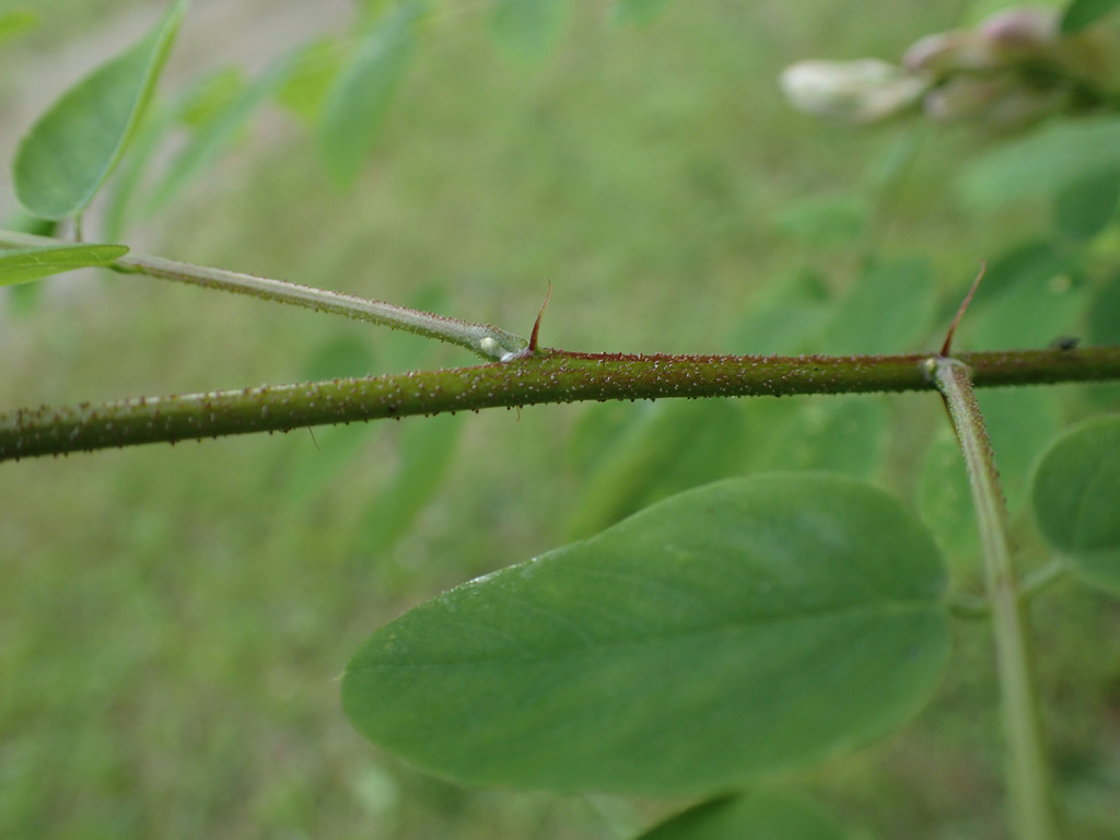 Robinia viscosa - Web page Navigation - Clammy Locust