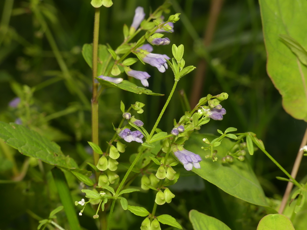 Scutellaria lateriflora - Web page Navigation - Blue Skullcap, Side ...