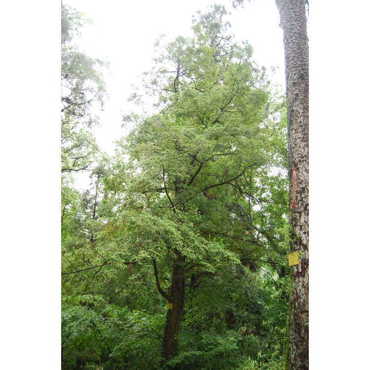 Torreya grandis - Web page Navigation - Chinese Nutmeg Tree, Chinese ...