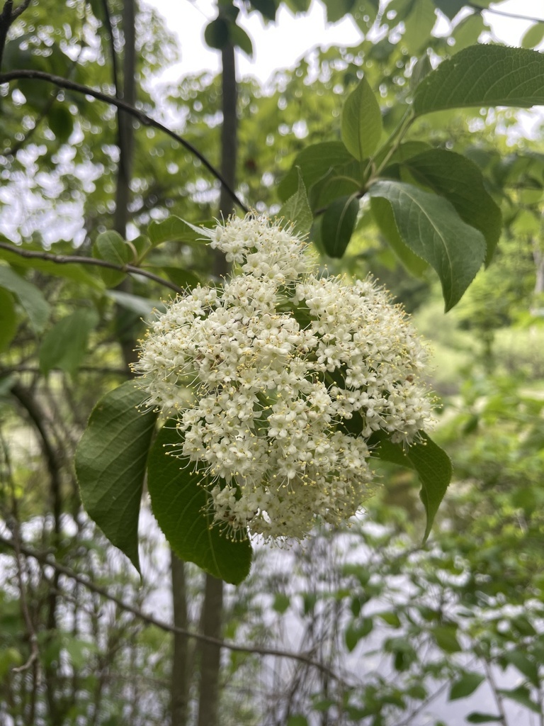 Viburnum lentago - Shrub - Nannyberry