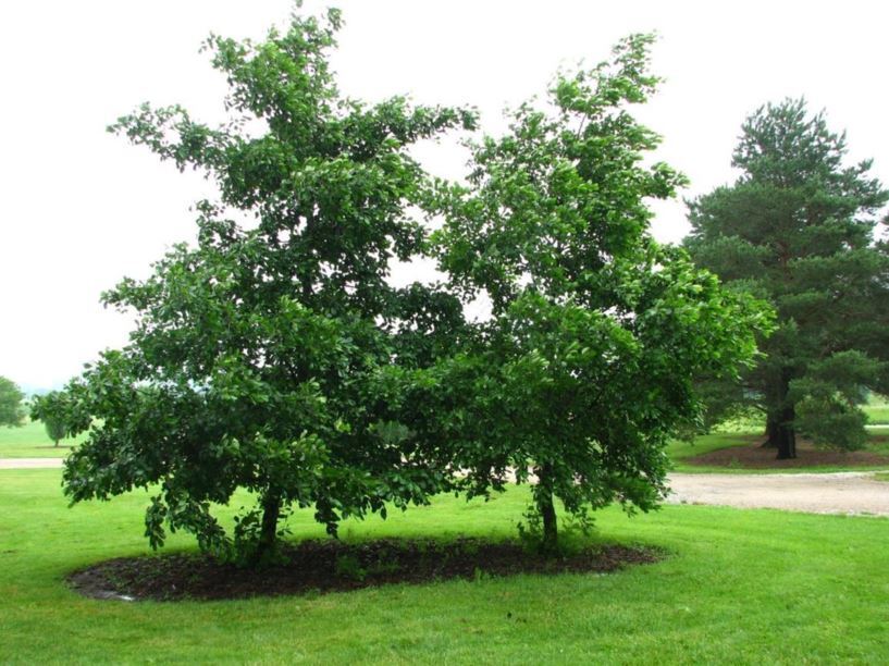 Alnus serrulata - Medicinal Herbs,Shrub,Web page Navigation - Hazel ...