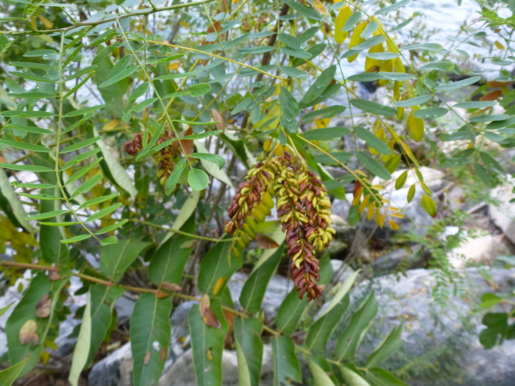 Amorpha fruticosa - Shrub - Bastard Indigobush, Desert False Indigo ...