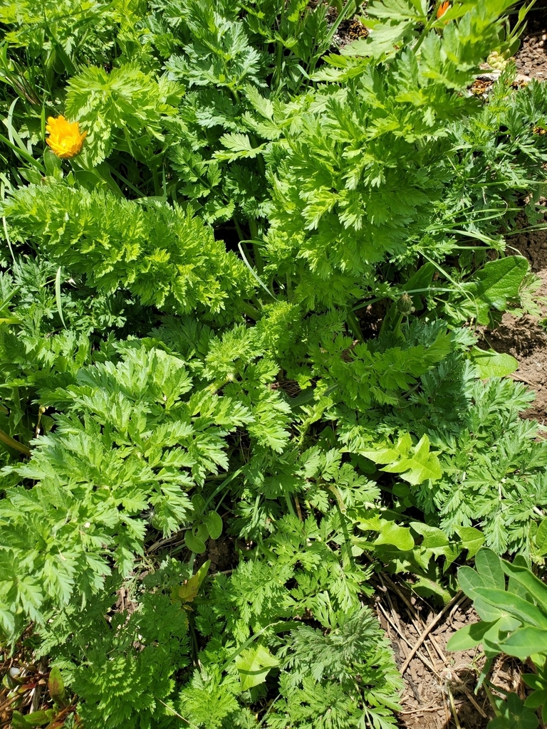 Daucus carota - Biennial,Herbaceous Plants,Medicinal Herbs,Wildflowers ...