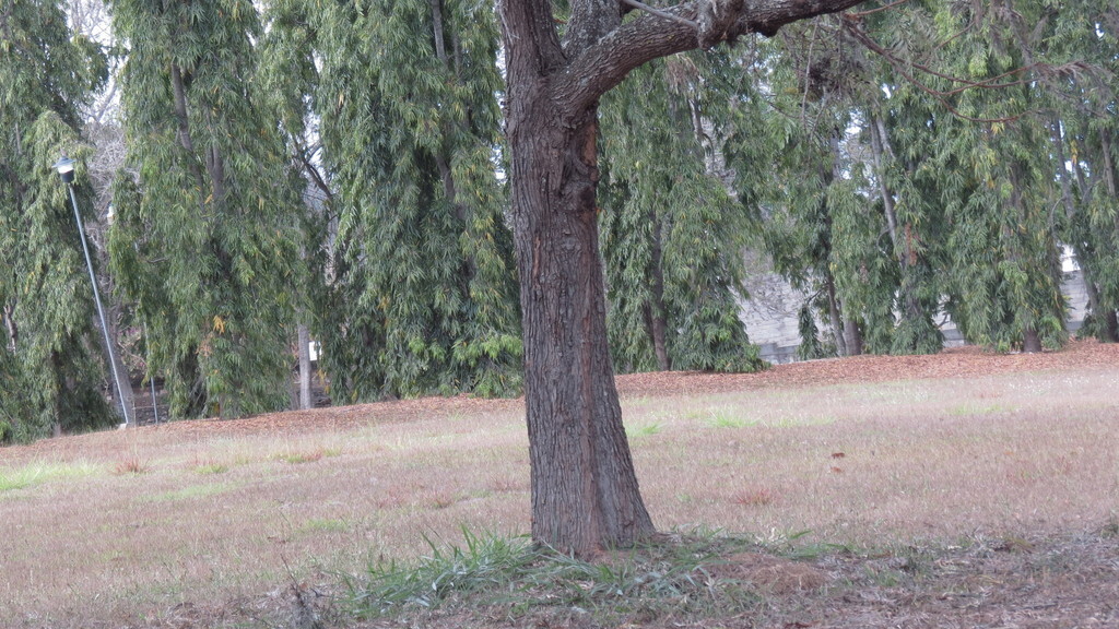 Grevillea robusta - Flowering Tree - Silkoak, Silky Oak