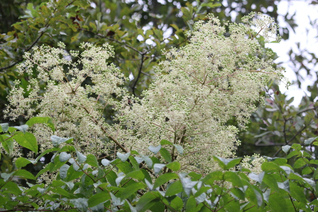 Aralia spinosa dried berries - Shrub - Devil's Walking Stick, Devil's ...