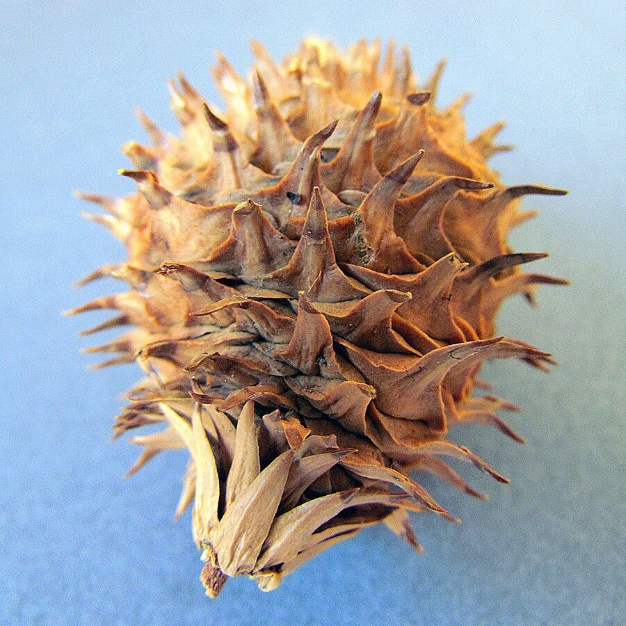 Araucaria columnaris - Conifer,Evergreen Leaves,Tree,Web page ...