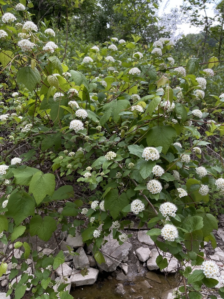 Physocarpus opulifolius - Shrub - Atlantic Ninebark, Common Ninebark ...