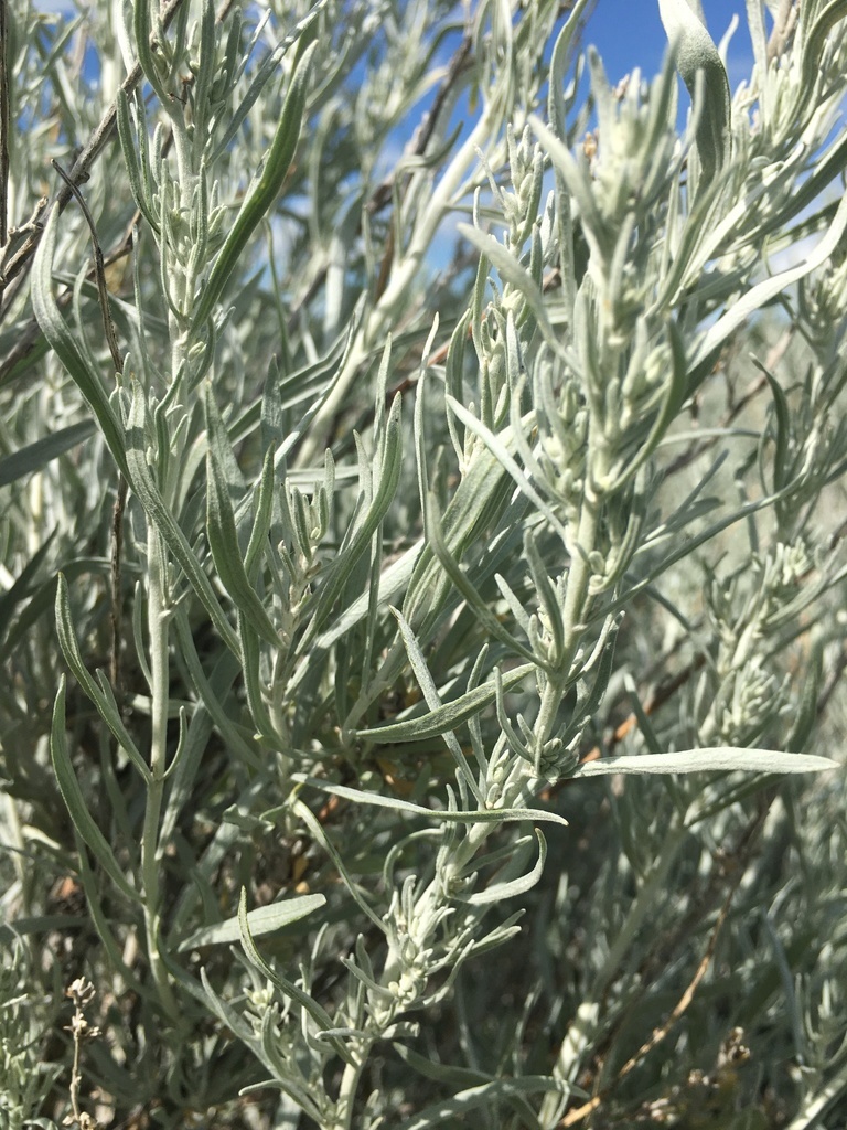 Artemisia cana - Web page Navigation - Dwarf Sagebrush, Hoary Sagebrush ...