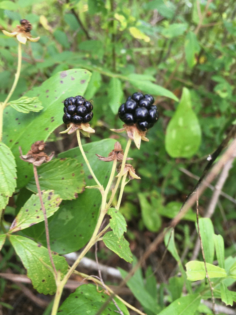 Rubus cuneifolius - Shrub - Sand Blackberry