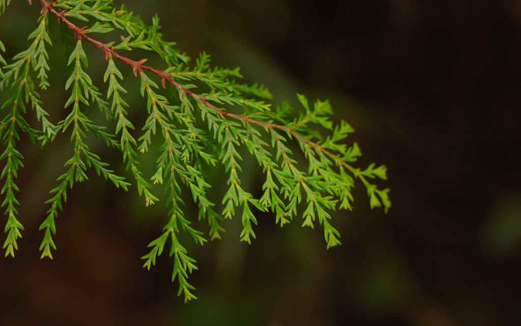 Austrocedrus chilensis - Conifer,Tree,Web page Navigation - Chilean ...
