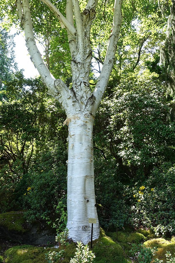 Betula utilis var. jacquemontii - Deciduous - Whitebarked Himalayan Birch