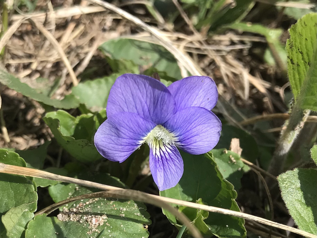 Blue Violets Flowers