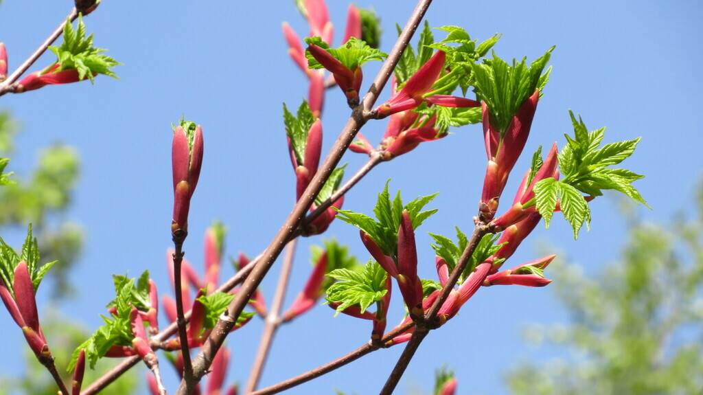 Acer heldreichii ssp. trautvetteri - Hardwood - Red-bud Maple