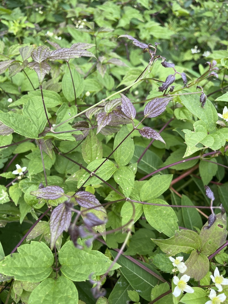 Clematis virginiana - Vine - Devil's Darning Needles, Virgin's Bower