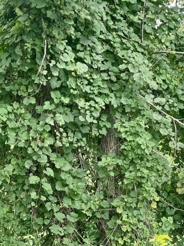 Vitis riparia - Vine - Riverbank Grape