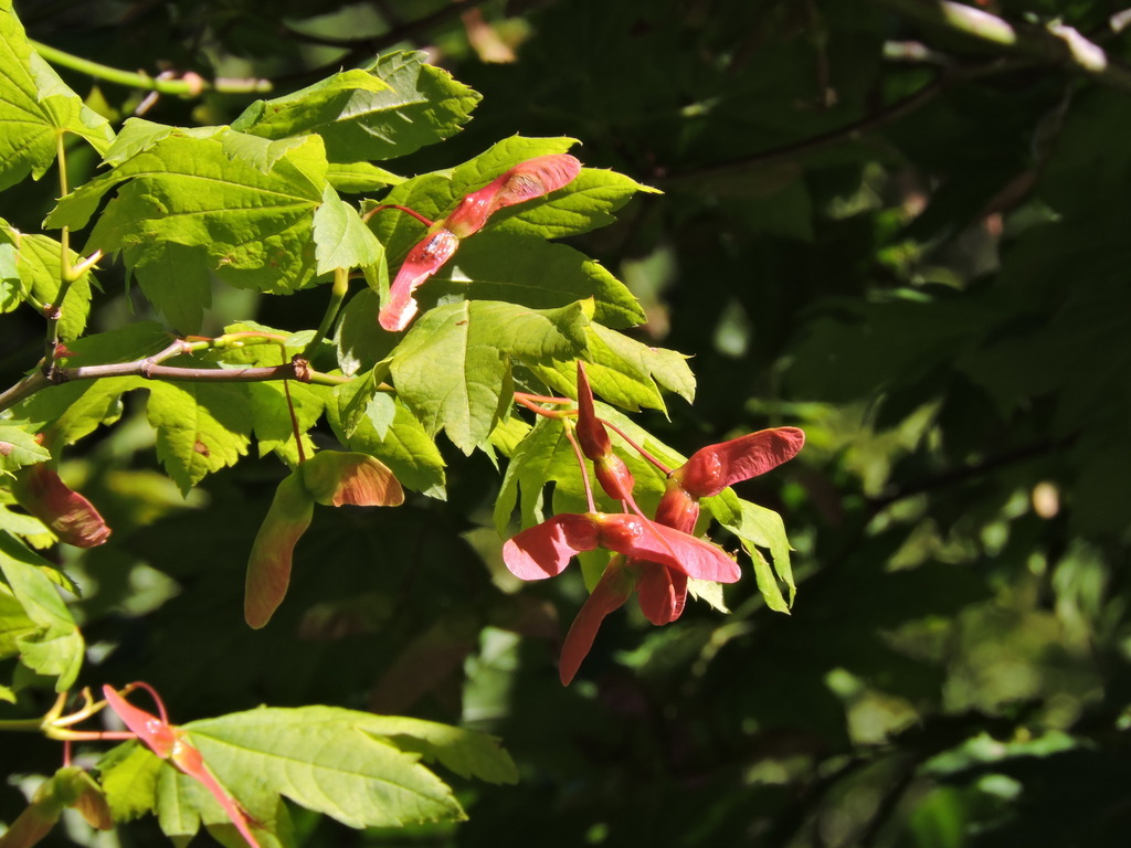 Acer circinatum - Hardwood - Vine Maple