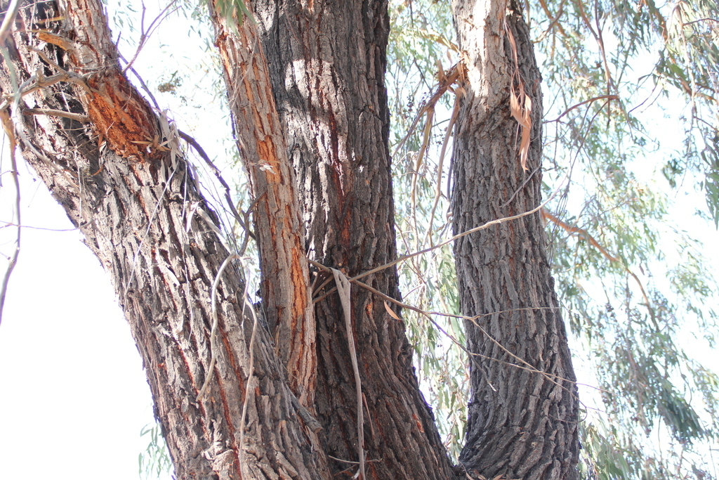 Eucalyptus sideroxylon - Web page Navigation - Red Ironbark