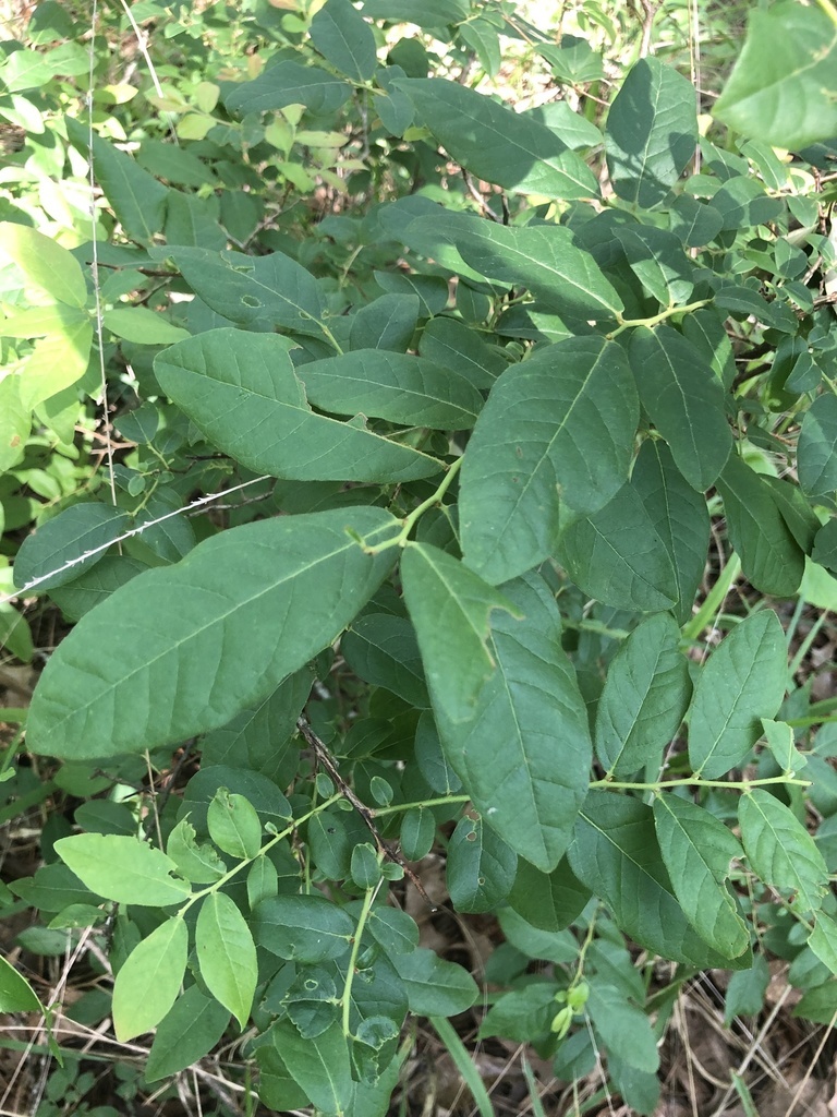Vaccinium stamineum - Shrub - Deerberry, Highbush Huckleberry