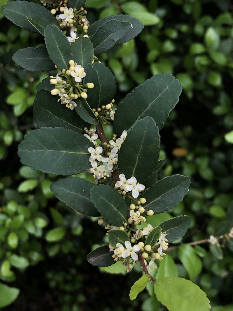 Ilex vomitoria - Medicinal Herbs,Shrub - Cassina, Yaupon, Yaupon Holly